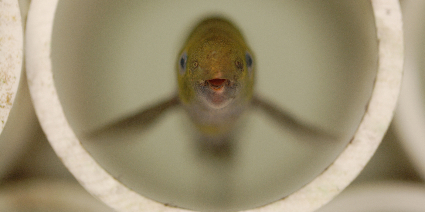 A Shocking Fish Story That Will Give You Pause | Science and Technology ...