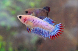 FCT03 - Apache Female Crowntail ! ~ Betta 138