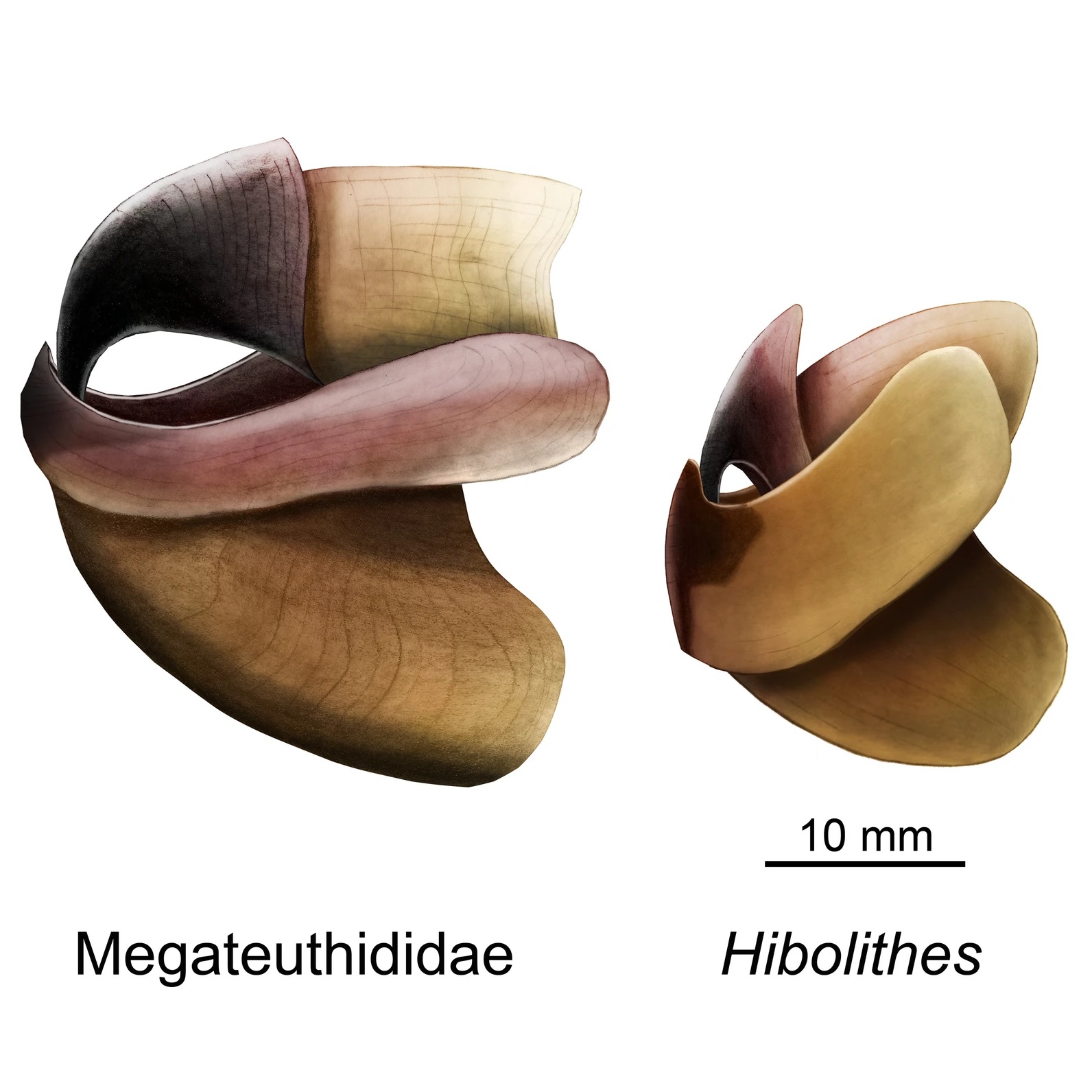 Species New to Science: [Paleontology • 2020] Jaws of A Large Belemnite ...