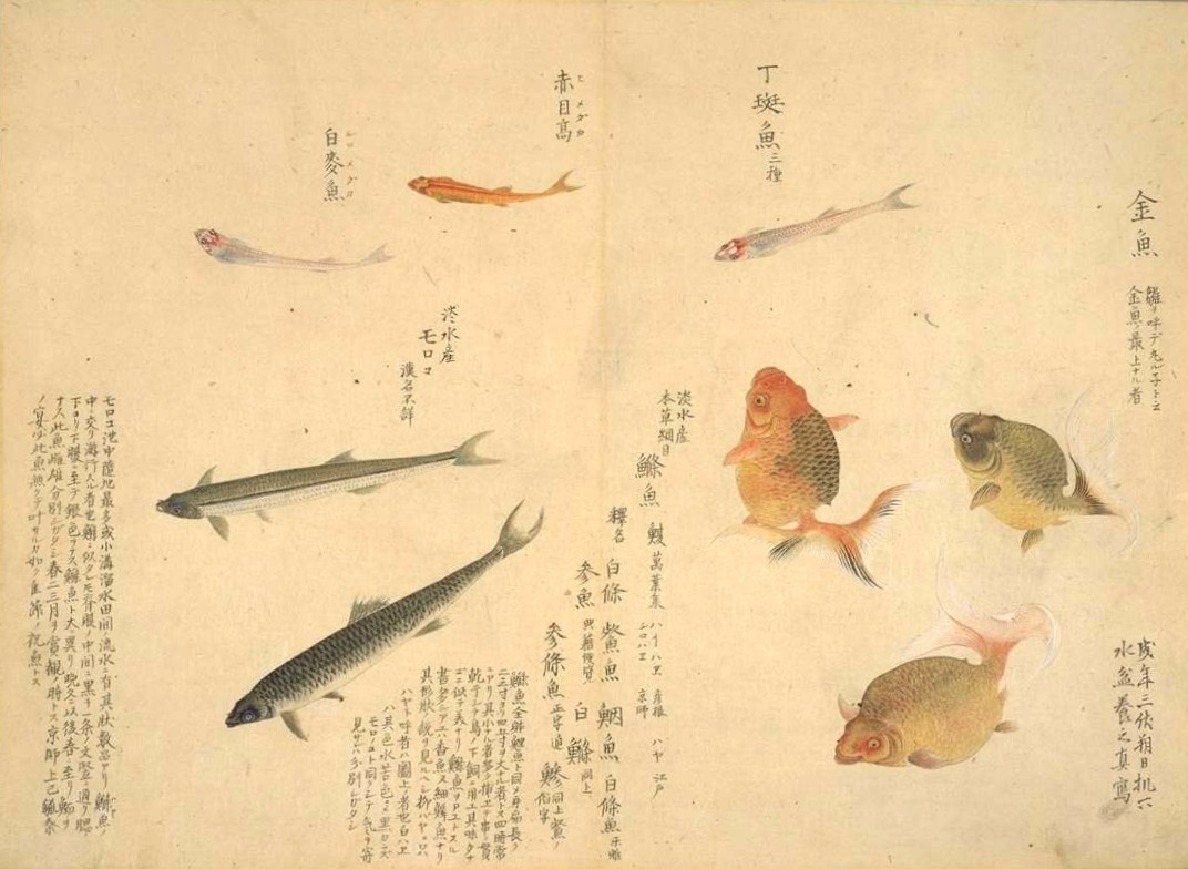 Goldfish Garage: A Two Car Fishroom: Medaka: Japanese Rice fish ...