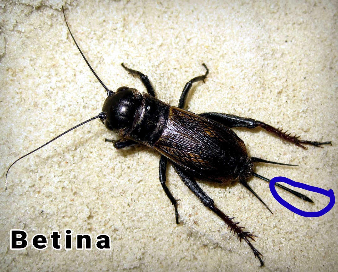 Bibit Jangkrik Yang Siap Dibudidayakan Sebaiknya Berumur Berapa? Ini ...