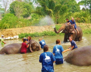 Wander: Bungee Jumping and a day with the Elephants!