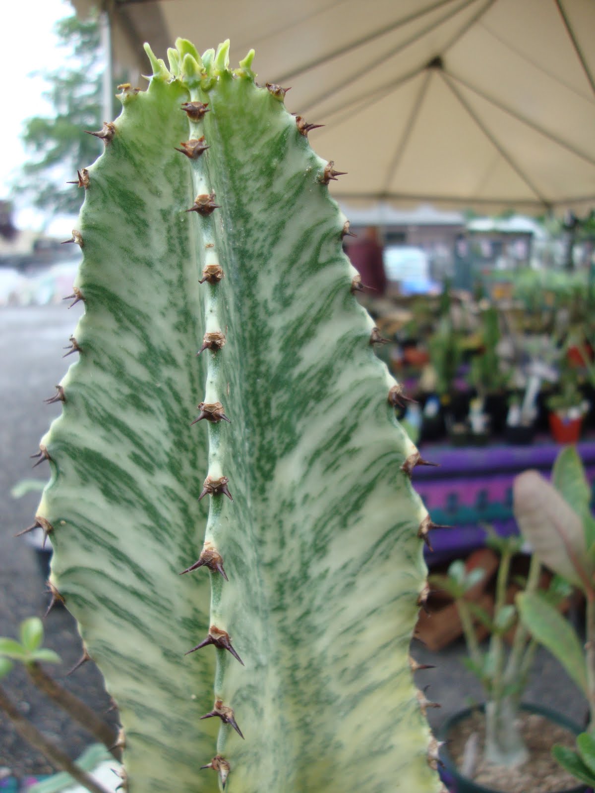 danger garden: Oregon Cactus & Succulent Society Show and Sale