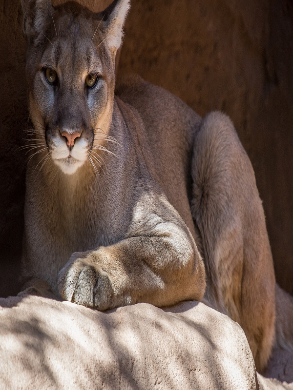 Hewan Endemik Amerika Serikat