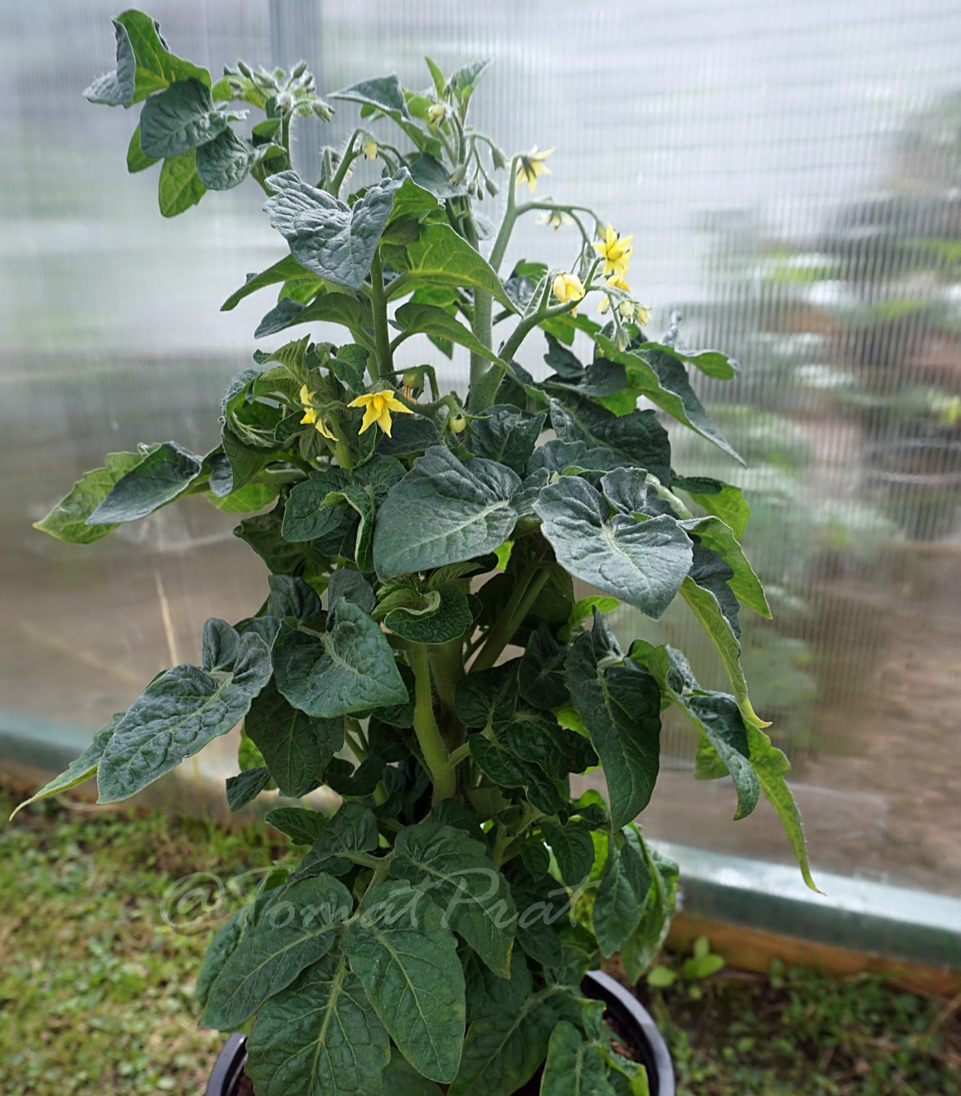 Helenes Tomater: Jochalos