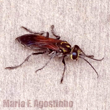 Insetologia - Identificação de insetos: Vespa Parasitoide no Paraná