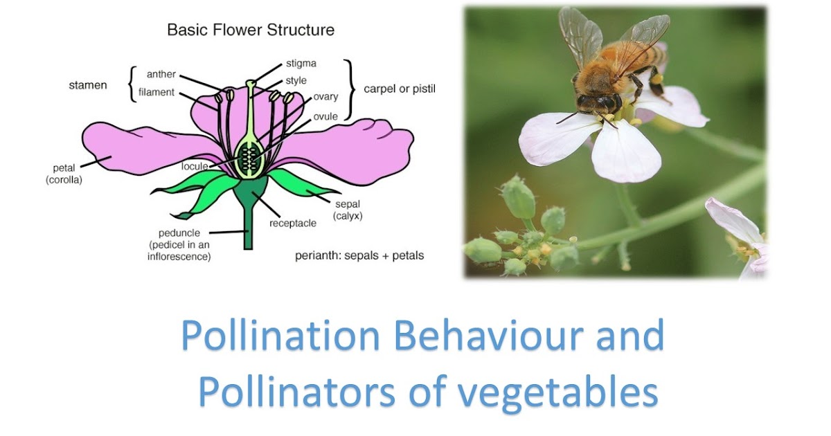Pollination behaviours and Pollinators of Vegetable Crops ~ A2Z Veg-Science