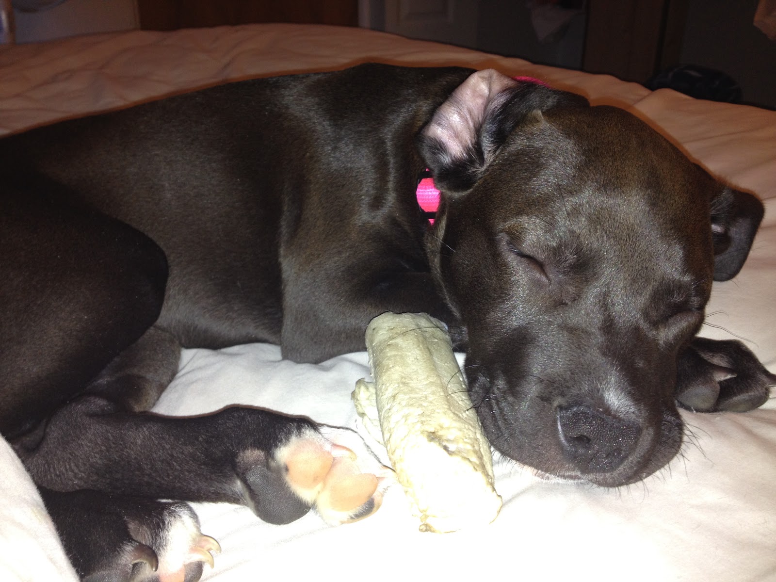 Luna Blue: Adventures of a Great Labradane: What's New Puppy Dog?