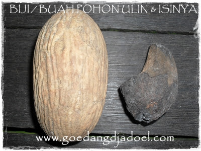 Ironwood Tree - Eusideroxylon zwagerii T. et B. , Ulin