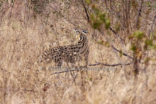 Coral Wild - A Safari Guides Diary: Those elusive animals of Kruger ...