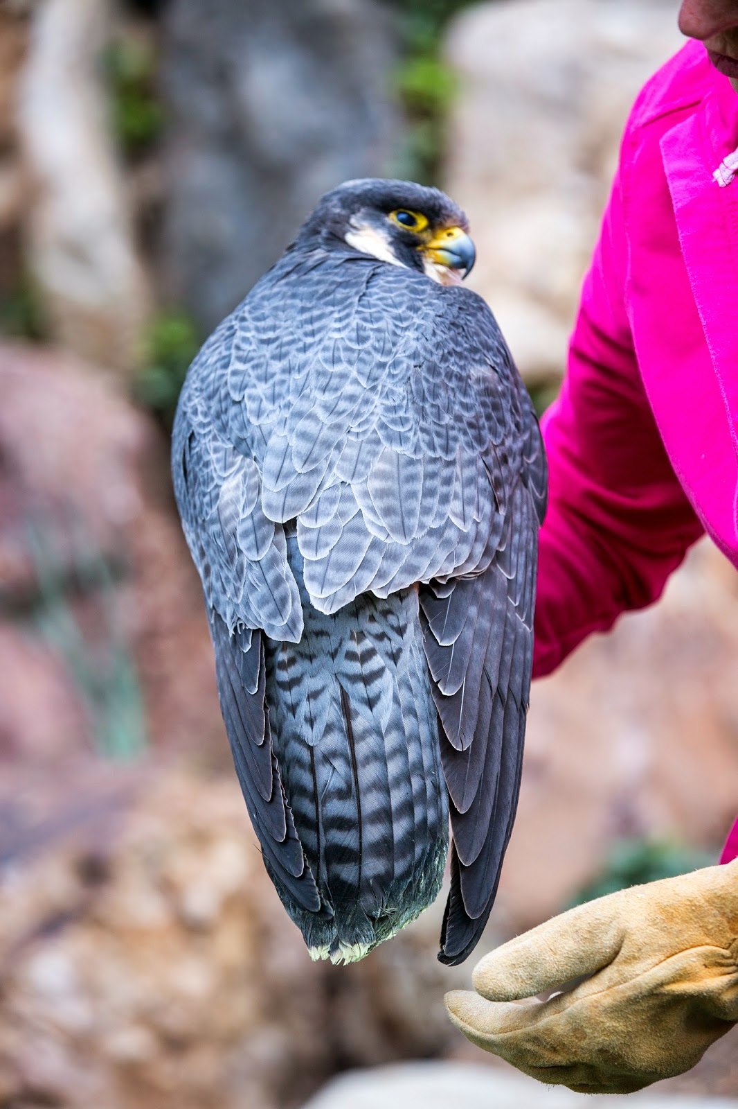 Salt Lake City Falcons