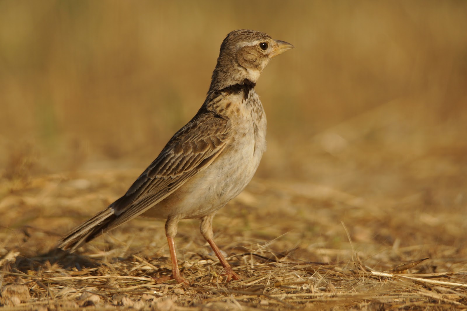 Pasión por las aves: Calandria común,(Melanocorypha calandra)
