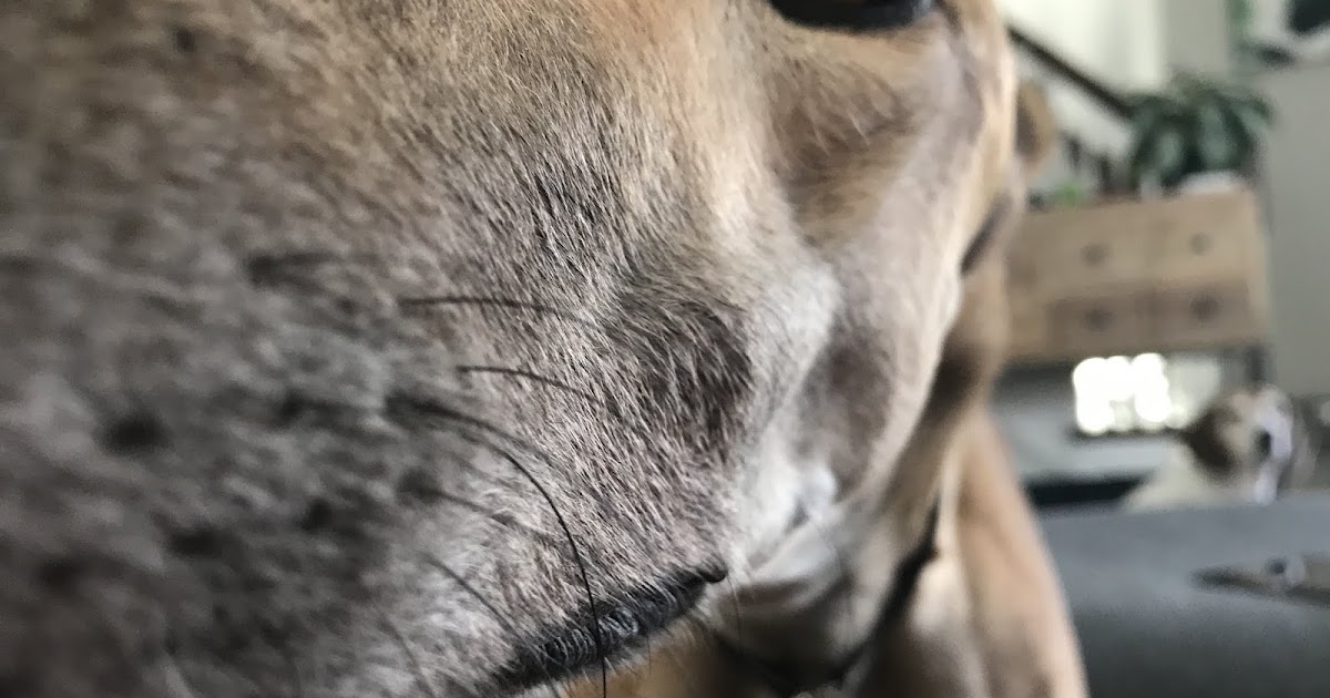 Greyt Expectations Greyhound Rescue: Buff (Atascocita Buff): 2/2 - Busy ...