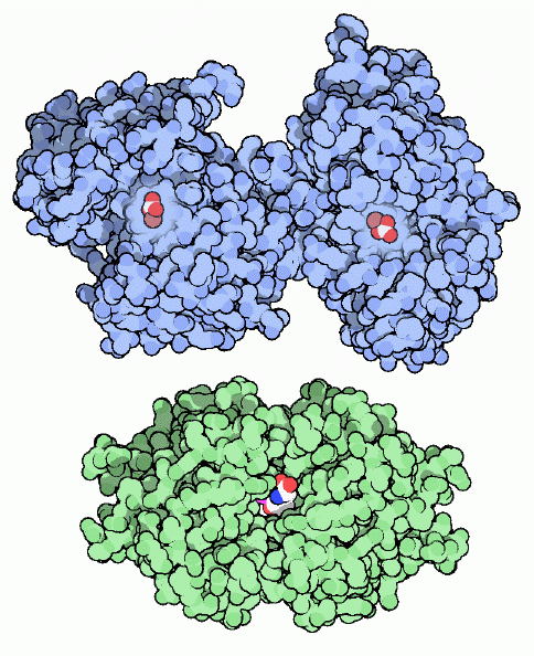 Imágenes de Salud: Imágenes de la trasnferrina