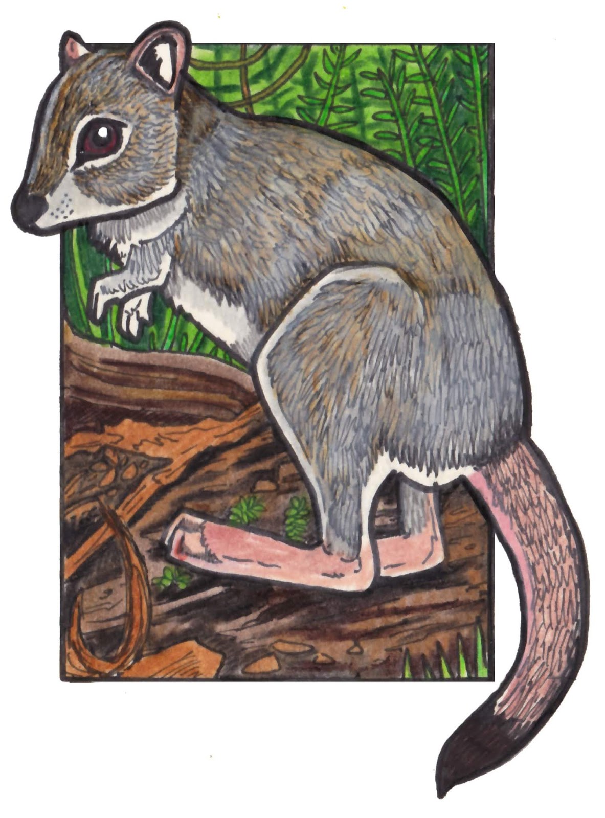 ZooTrophy Animal-a-Day Database: #846: Woylie