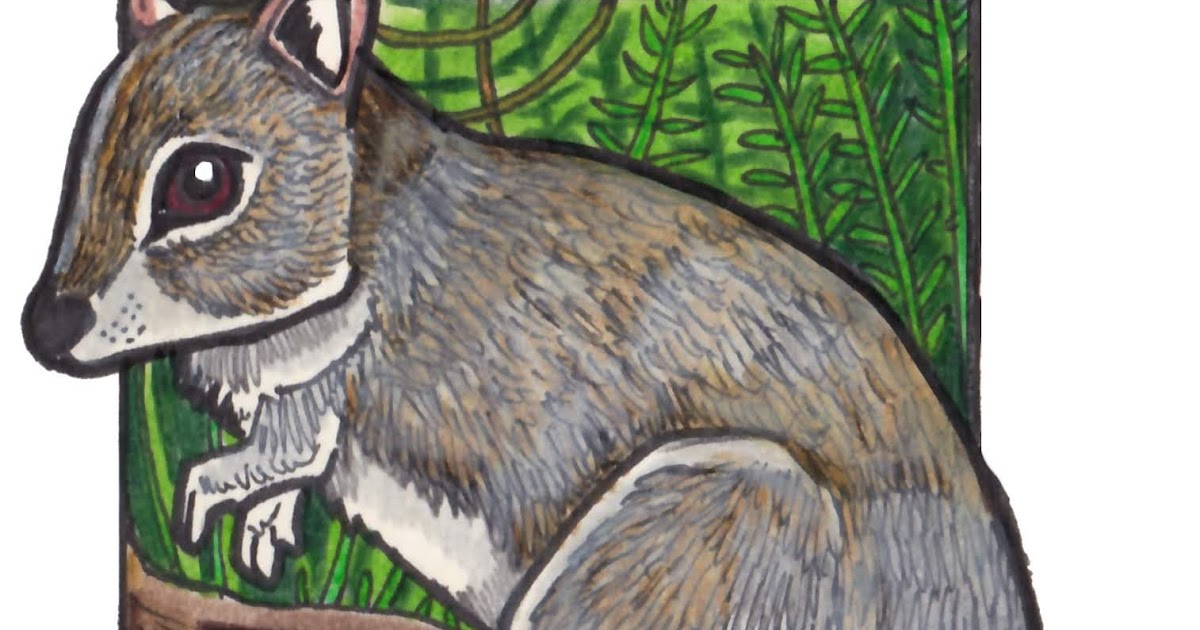 ZooTrophy Animal-a-Day Database: #846: Woylie