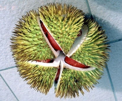 alamcyber 2020: DURIAN ISI MERAH MENJADI TUMPUAN RAMAI