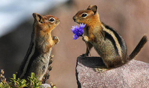 Andy foto natura: Ardillas