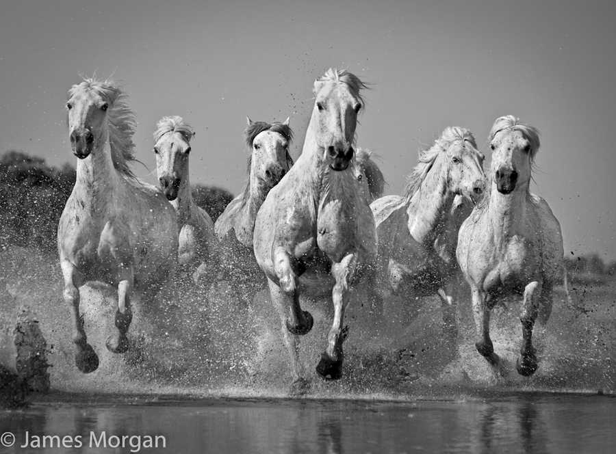 Amazing Horses Photos - HD Animal Wallpapers