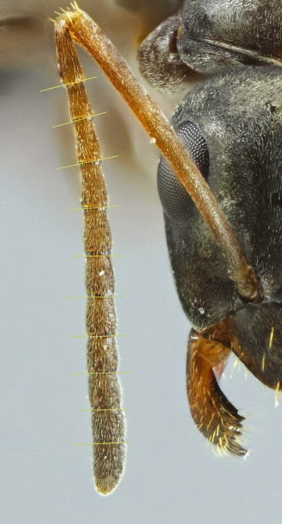 fourmis du genre Formica