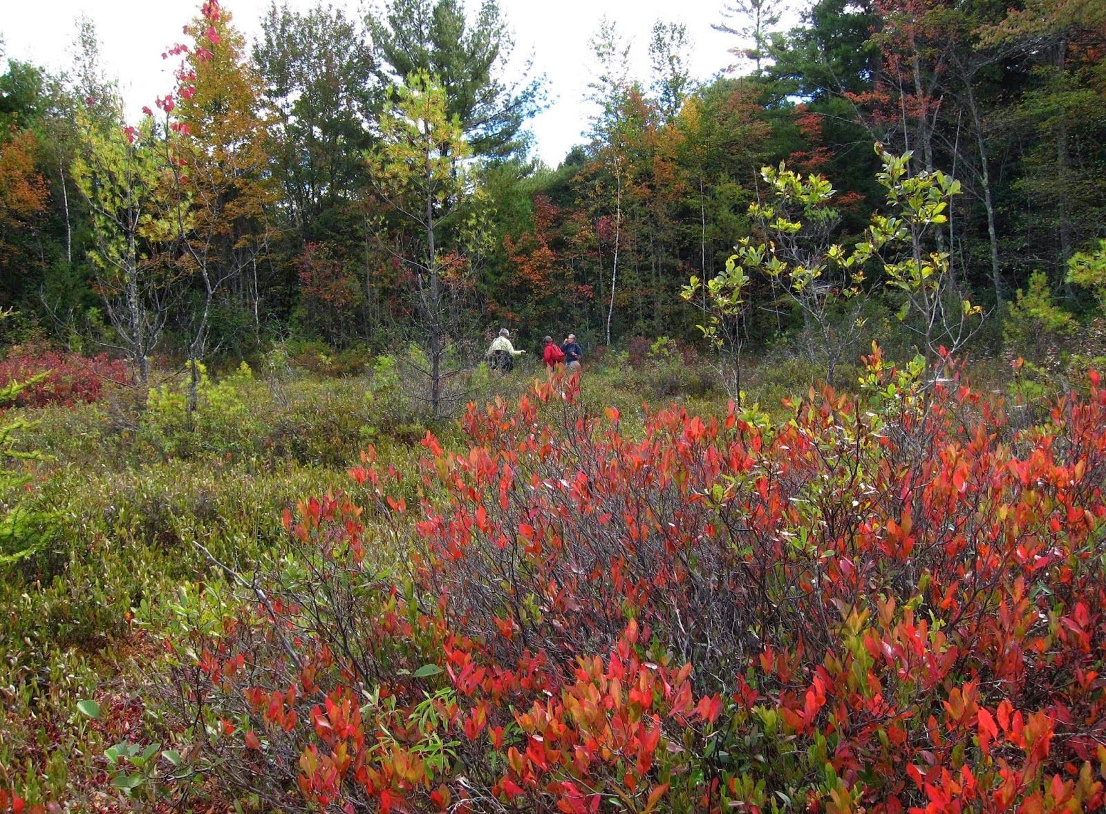 Saratoga woods and waterways: Ecology Students Explore a Bog