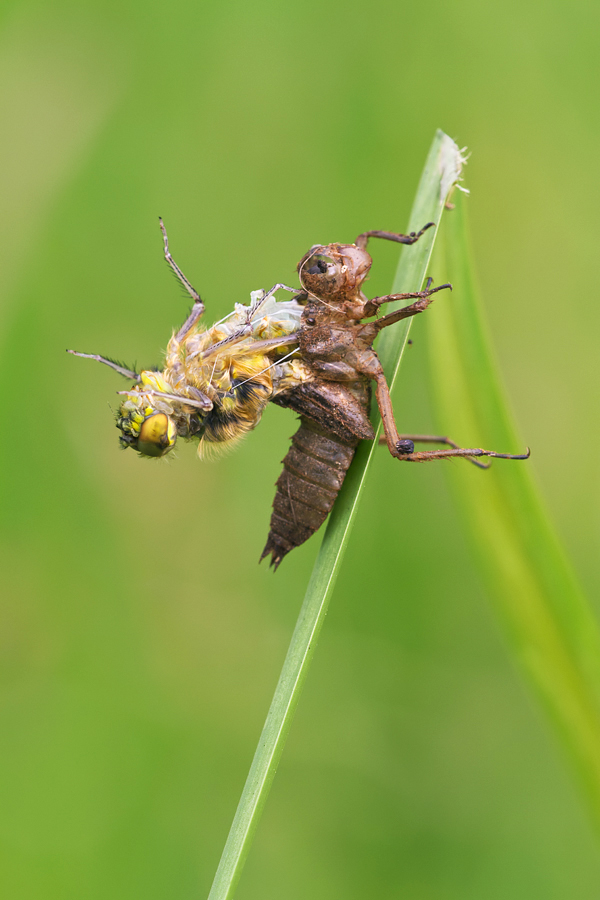 Matt Cole Macro Photography: Newly Emerged Dragonfly