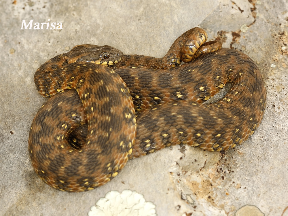 Miradas Cantábricas: Culebra viperina o culebra de agua (Natrix maura)