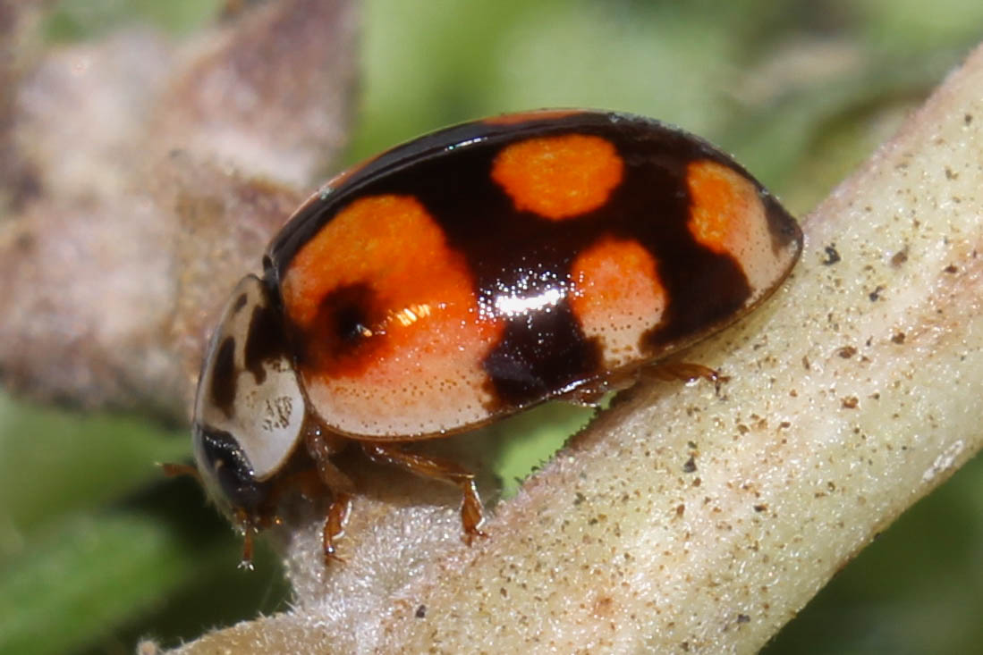 Biodiversity of Cyprus by NGO Protection of the Natural Heritage and ...