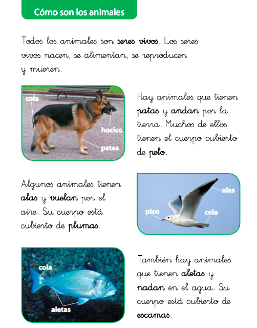 Mi blog de primero . CEIP Pinar Hondo: CIENCIAS: LOS ANIMALES