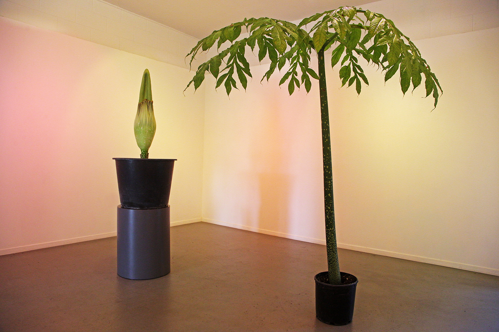 Sacramento Digs Gardening: Sacramento's summer of corpse flowers