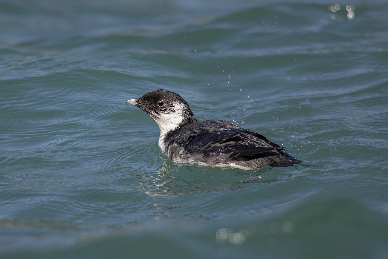 As The Crow Flies - a Hong Kong Birding Blog: Ancient Murrelet - A ...
