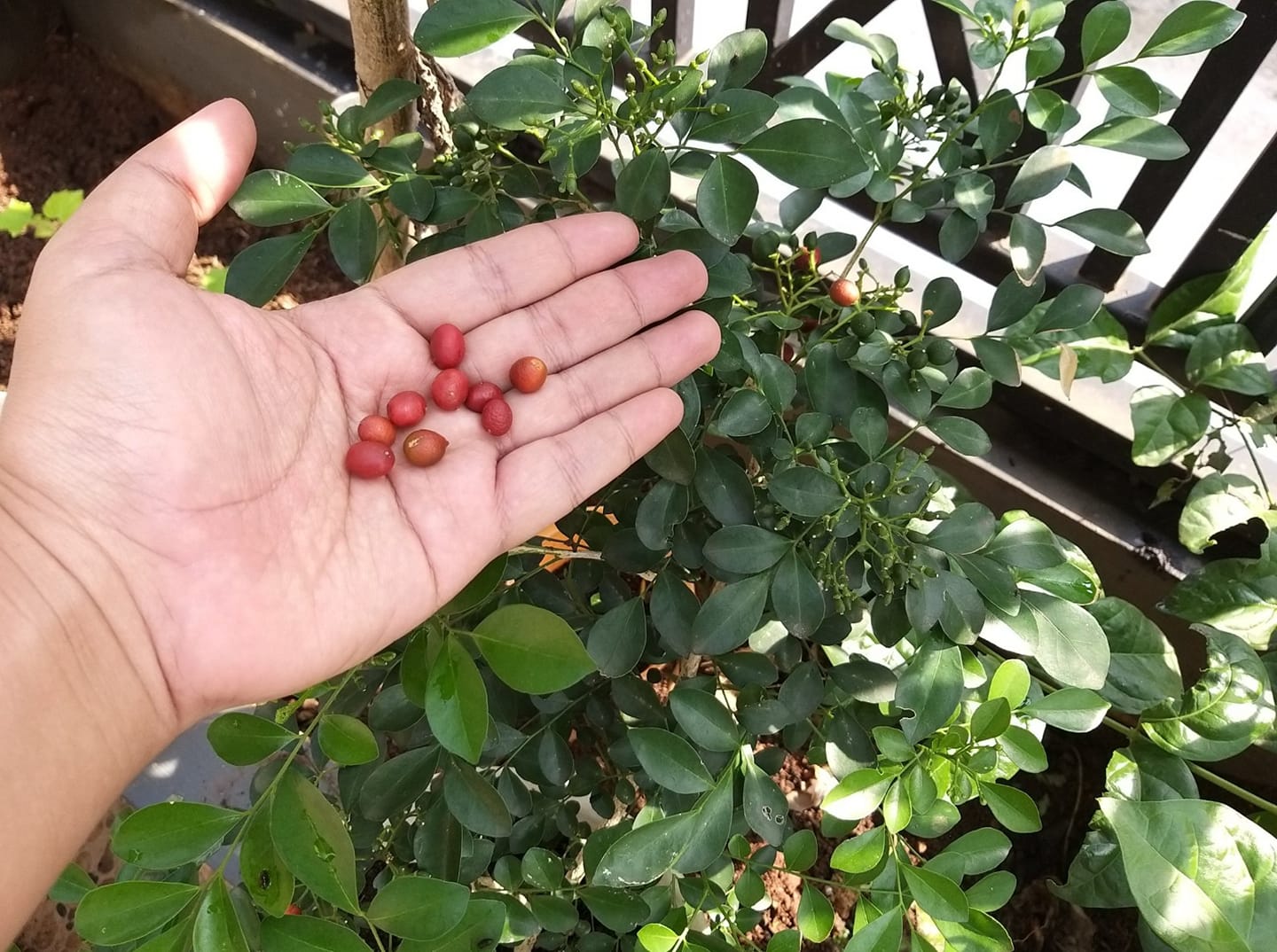Belajar Bareng Ternak Lebah Madu