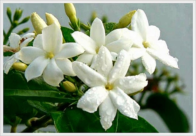Inspirasi 36+ Manfaat Bunga Rombusa Putih