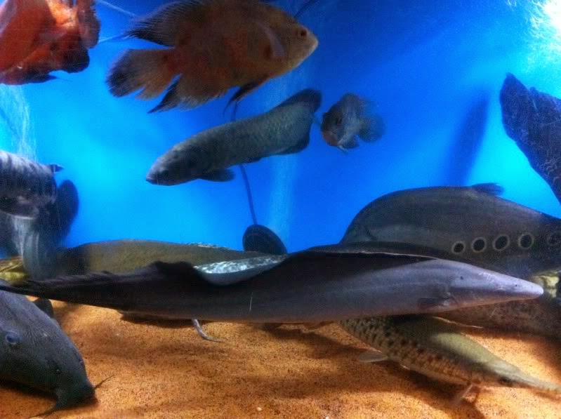 Mahamaya Hiko: Profil dan cara memelihara Aba-aba KnifeFish "Gymnarchus ...