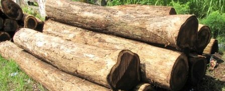 Inspirasi Terkini Mentahan Tekstur Kayu Akasia