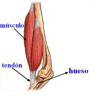 Correr no es de cobardes: Diferencia entre ligamento y tendón