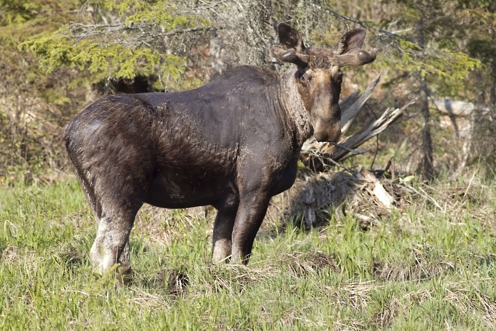 Ann Brokelman Photography: Moose Adventure with Mom and Julie May 14-16 ...