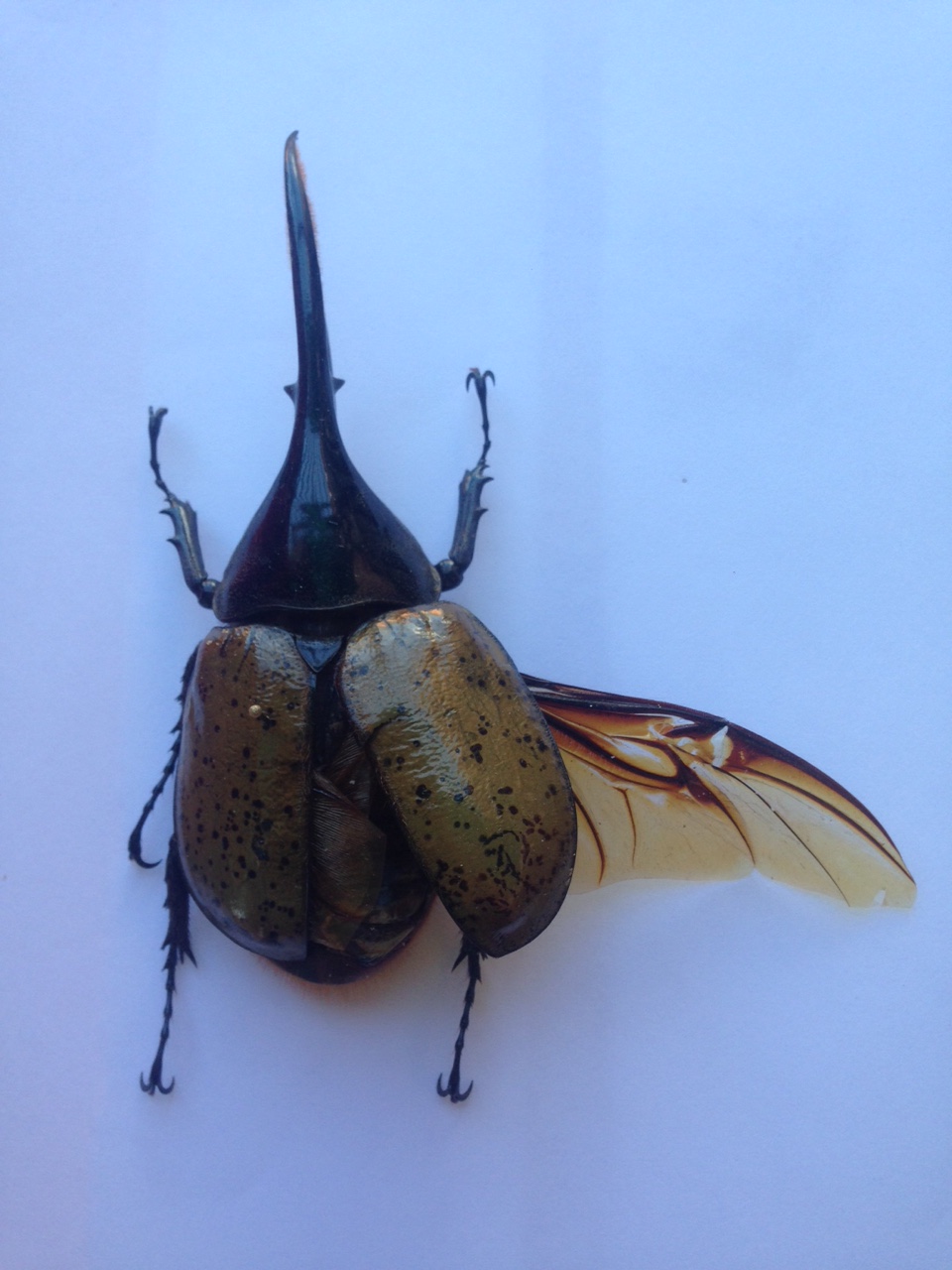 FUNDACION ENTOMOLOGICA ANDINA: CURIOSIDAD ENTOMOLÓGICA II: NO TODO ...