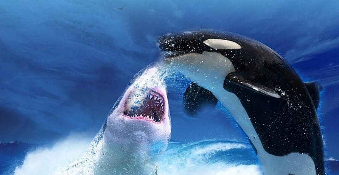 Paus Orca, Puncak Rantai Makanan Laut Yang Paling Ditakuti Hiu - Exsdee