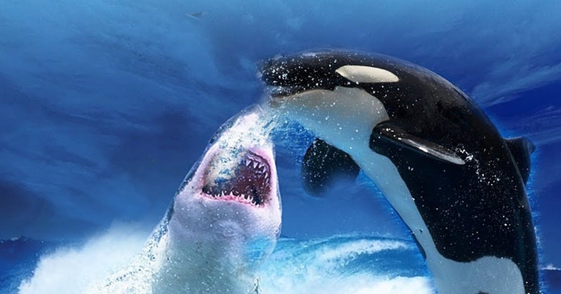 Paus Orca, Puncak Rantai Makanan Laut Yang Paling Ditakuti Hiu - Exsdee