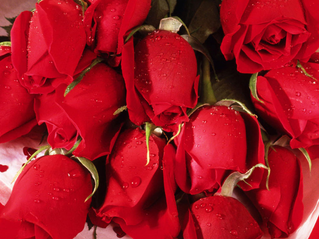 Amazing Red Roses Love Wallpapers And Backgrounds | Amazing Information