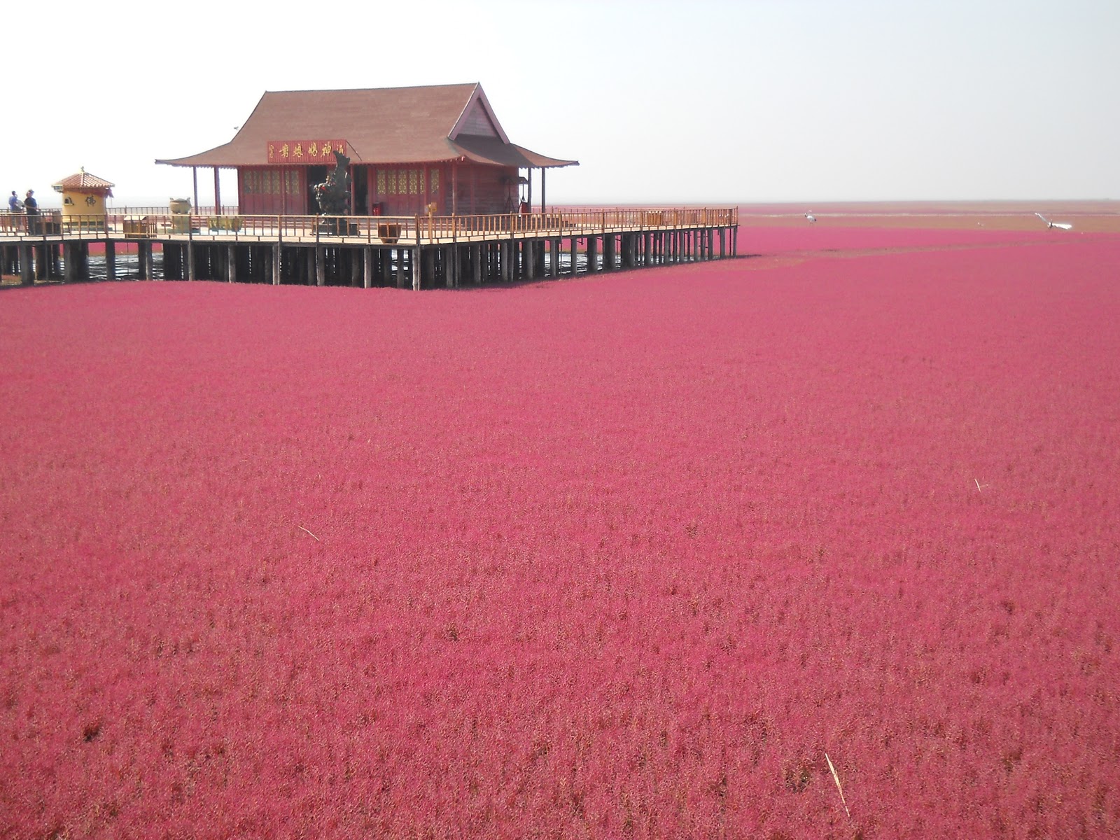 World of Pots: Beautiful Dongbei