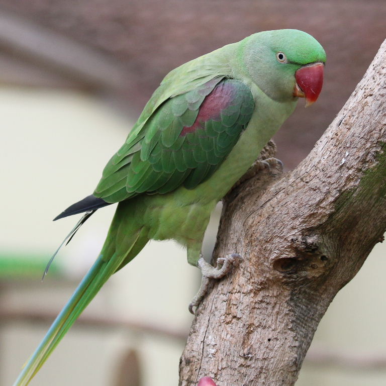 How to Breed Alexandrine Parrots