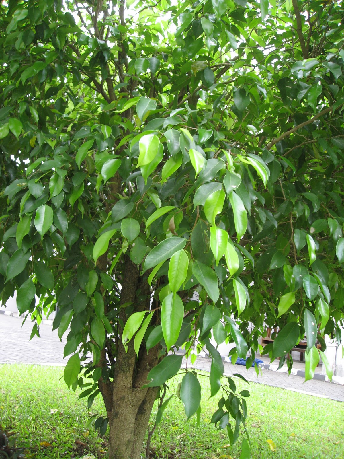 Pohon Rindang Depan Rumah | Terindex K