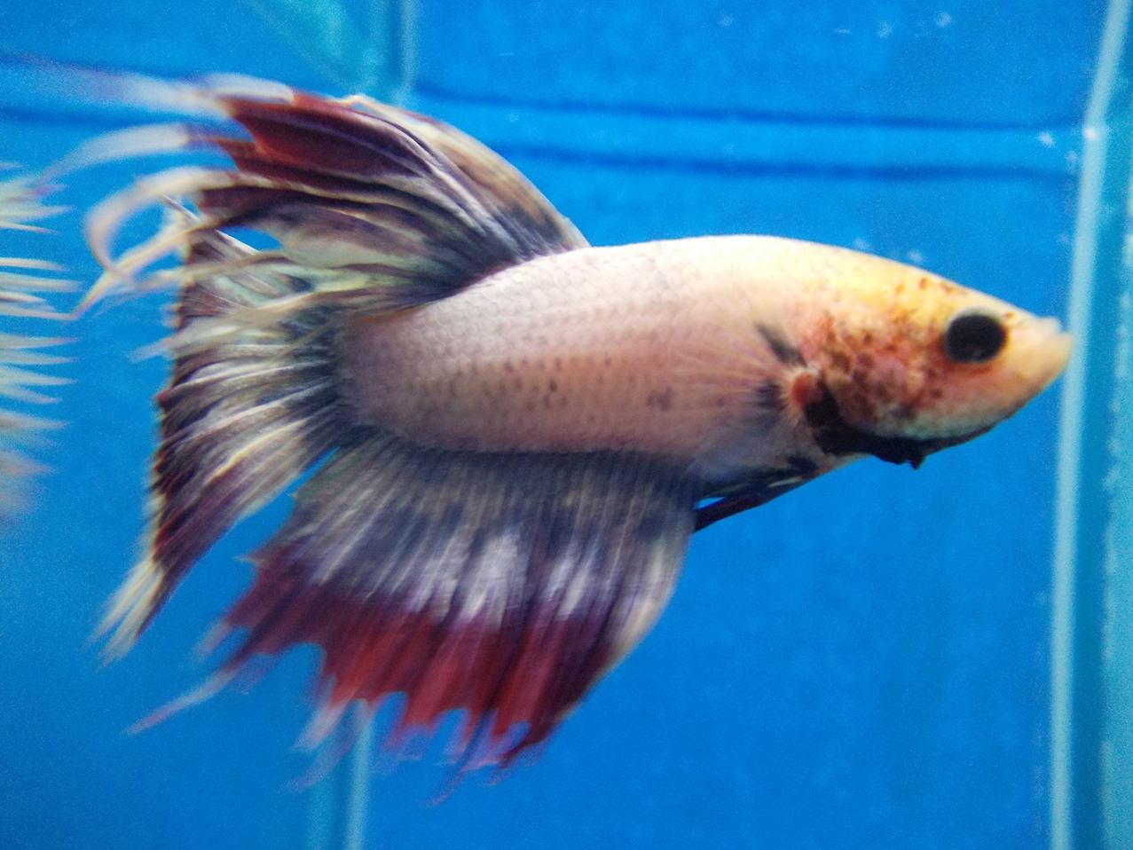 LuPorTi's BloG: Guppy Betta 2011