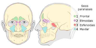 Resumo: Seios Paranasais - Radiologia e Concursos
