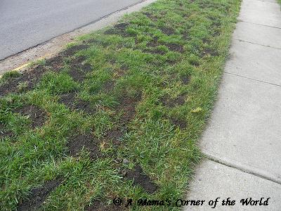Reseeding the Lawn in the Fall: Will it Improve my Grass?