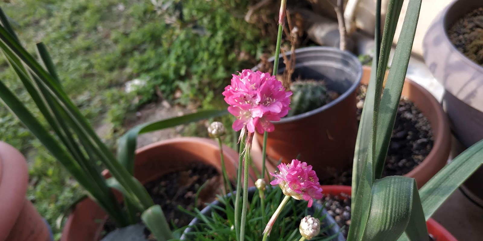 ΜΑΘΑΙΝΟΥΜΕ ΓΙΑ ΤΗΝ ΑΡΜΕΡΙΑ - Ο κήπος της Μαρίας