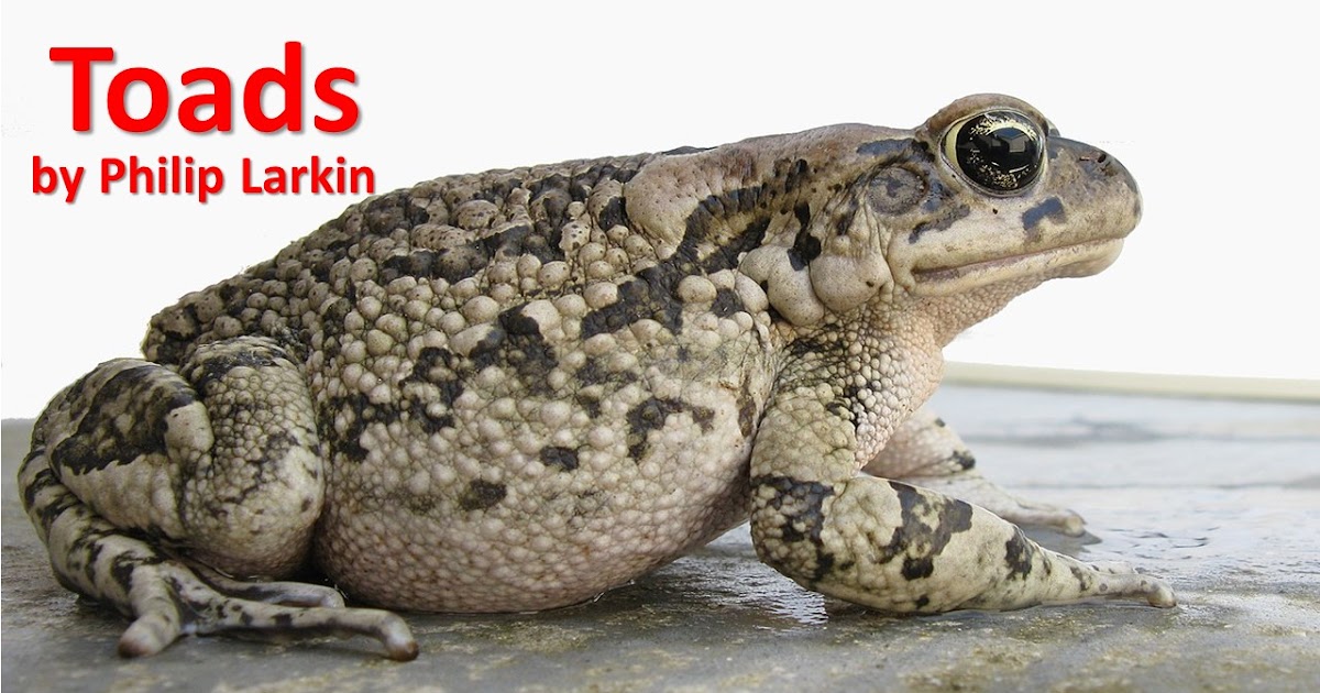 Toads by Philip Larkin (The Poem & Summary)