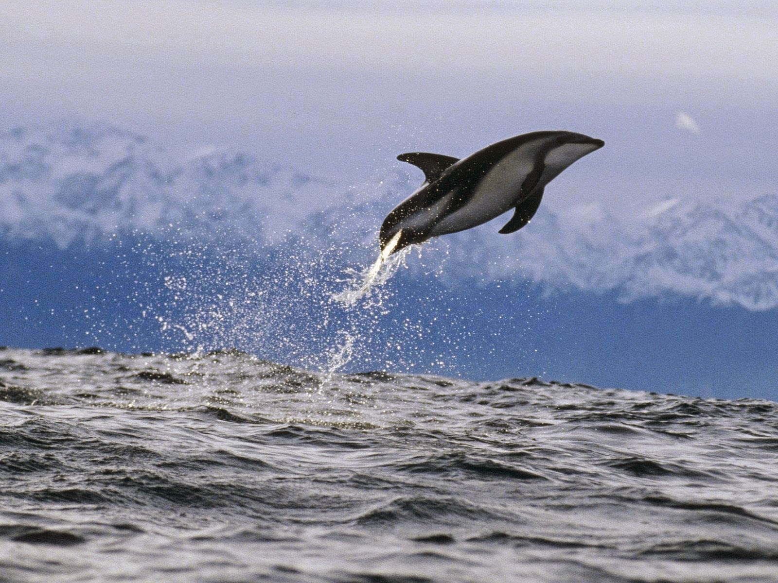 Flying Dolphin Wallpaper - Fresh HD Wallpaper
